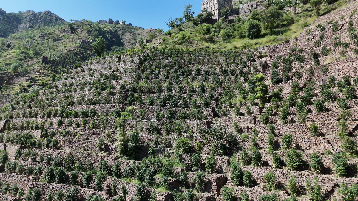 History of Yemeni Coffee